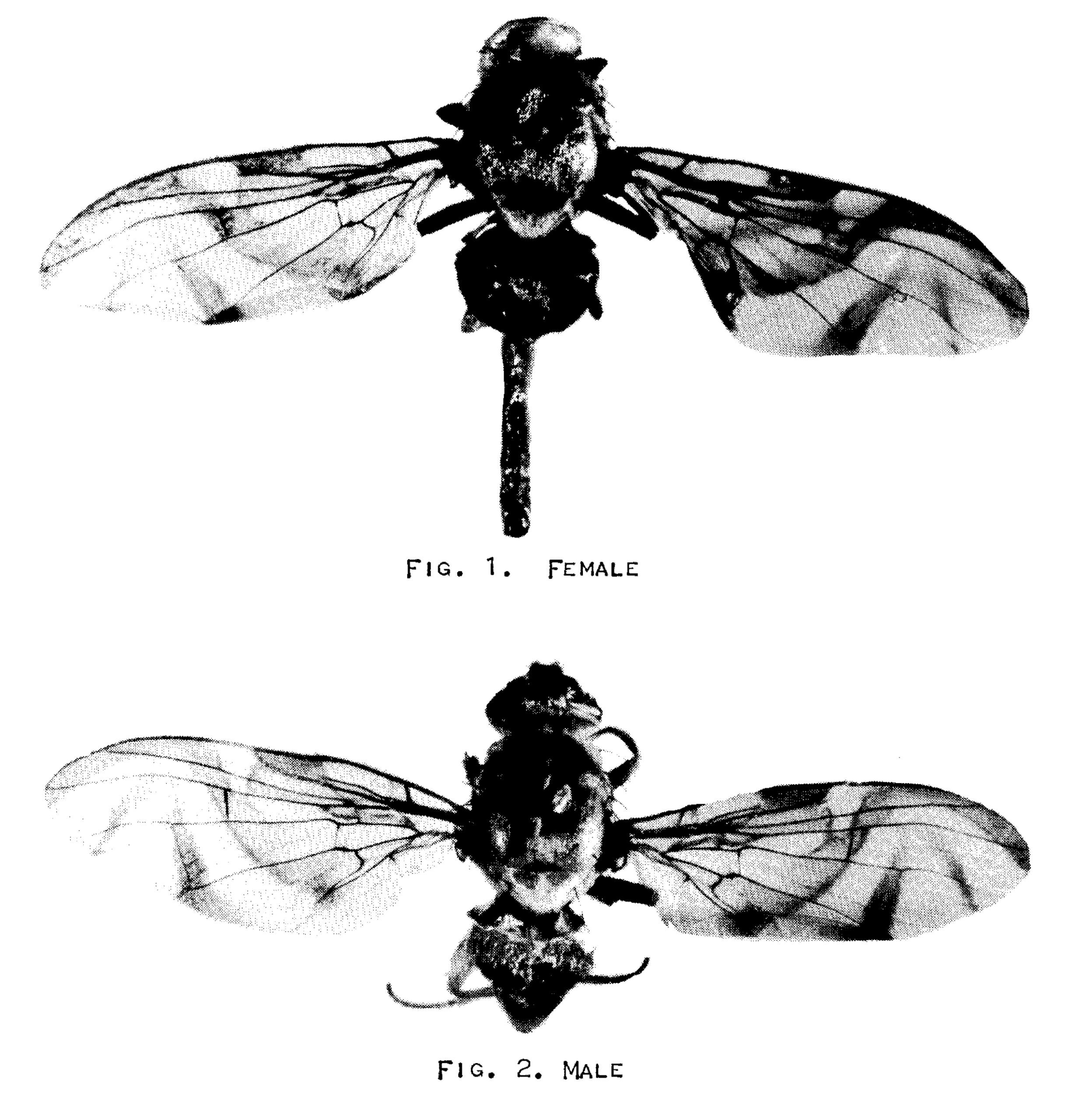 Mexican Fruit Fly (Anastrepha Ludens (Loew)) – The Florida State ...