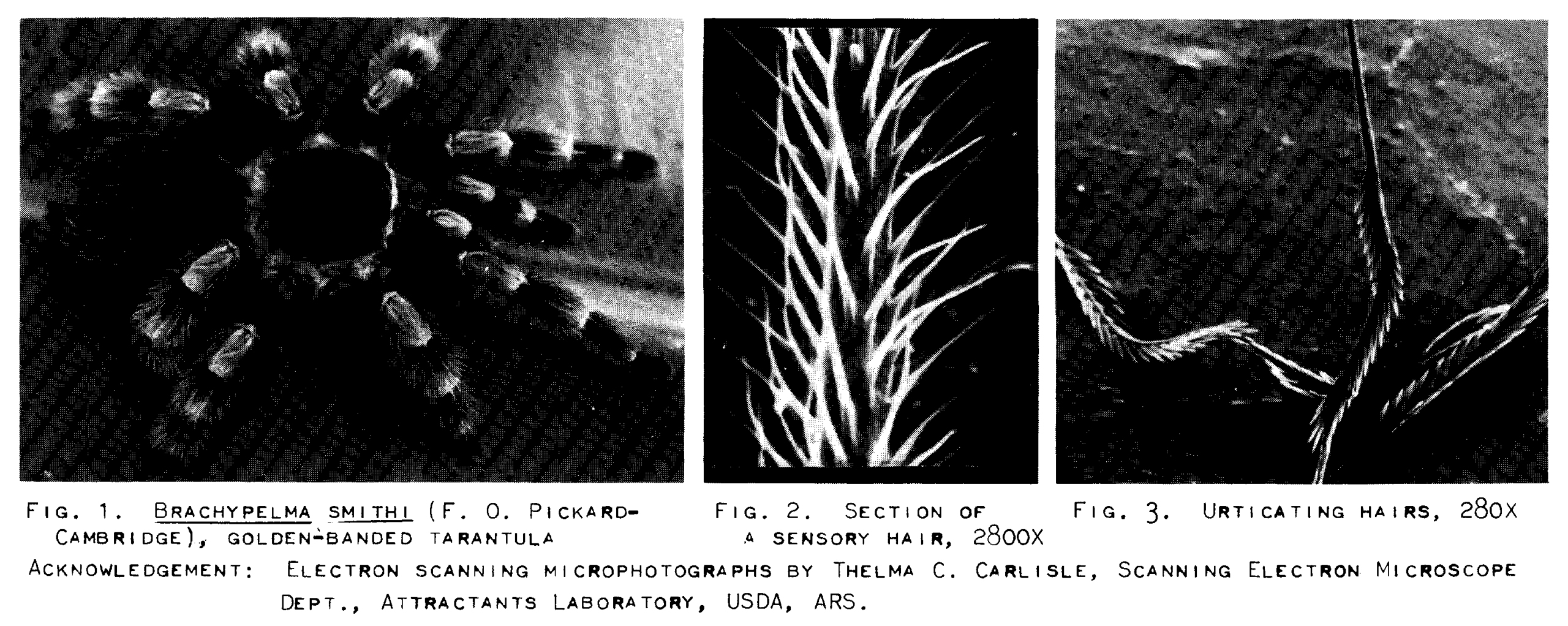 The Tarantula (Family Theraphosidae) – The Florida State Collection of ...
