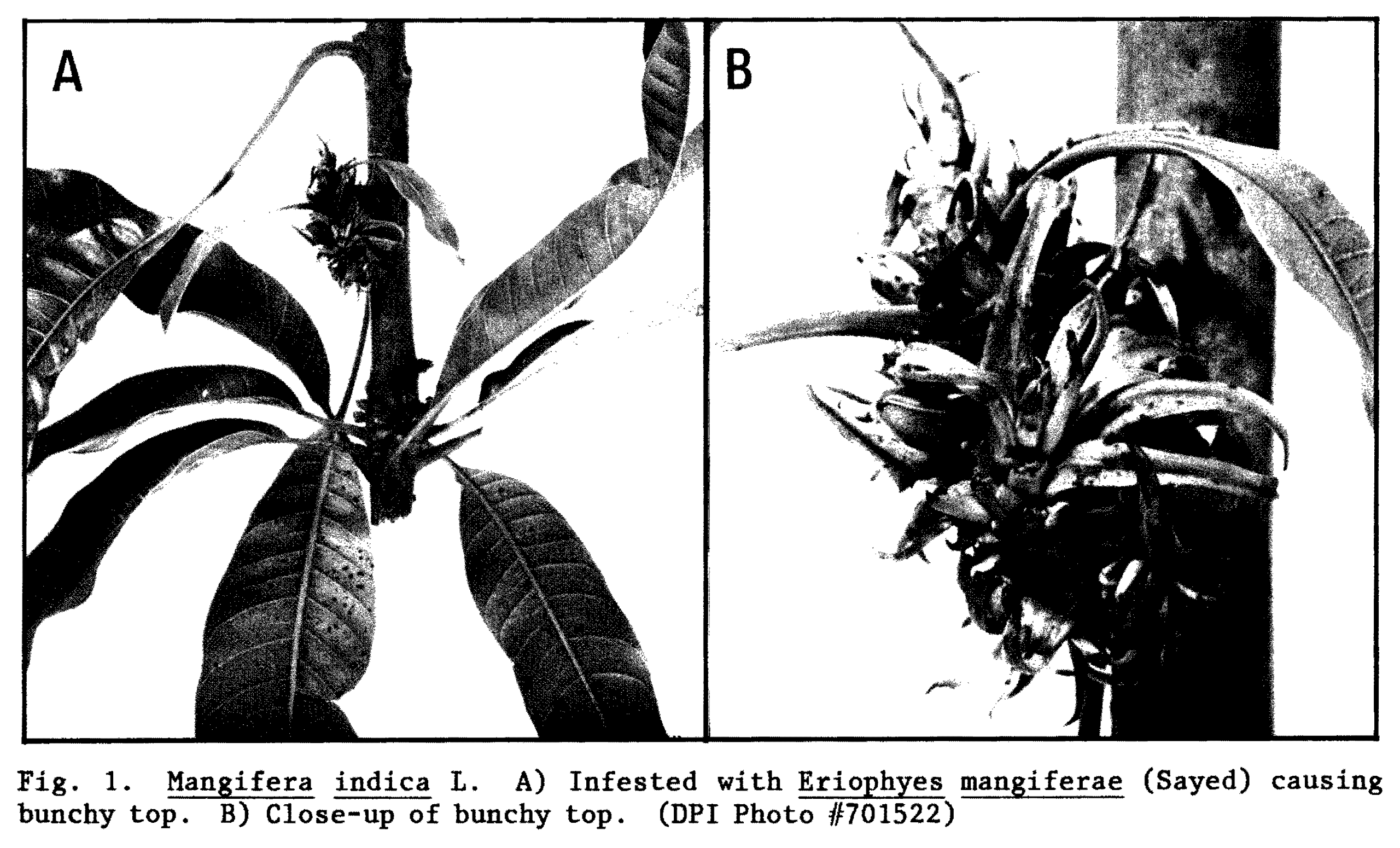 Eriophyes Mangiferae (Sayed) A Pest Of Mango – The Florida State ...
