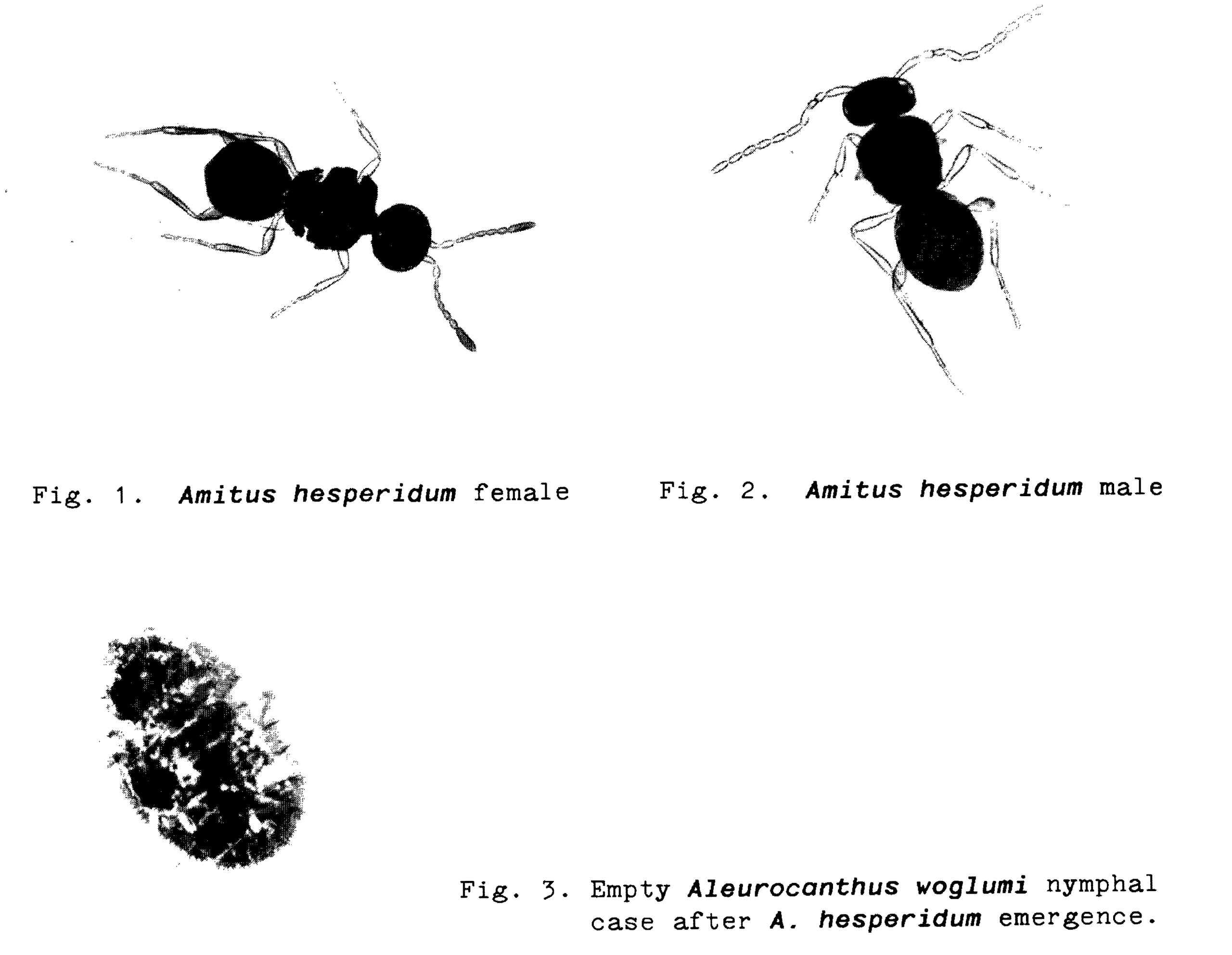 Amitus hesperidum (Hymenoptera:Platygasteridae), a parasite of the ...