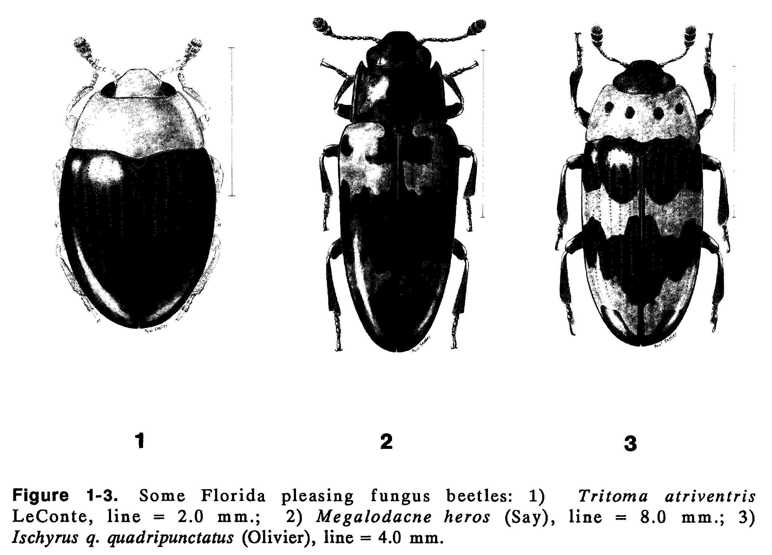 Pleasing Fungus Beetles – The Florida State Collection of Arthropods