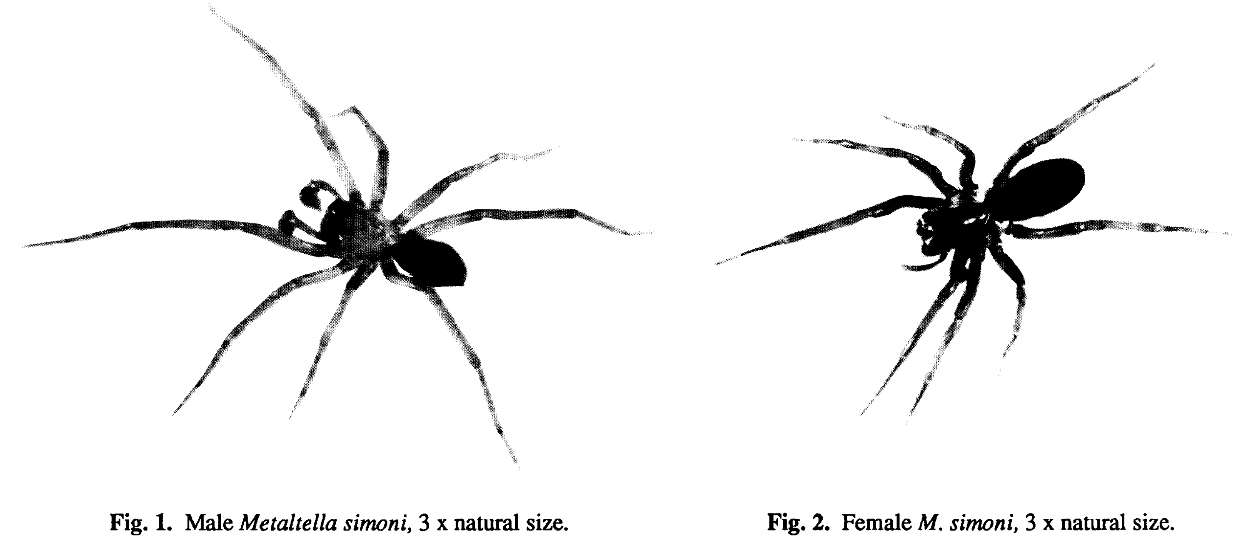 An Introduced Cribellate Spider, Metaltella simoni (Araneae ...